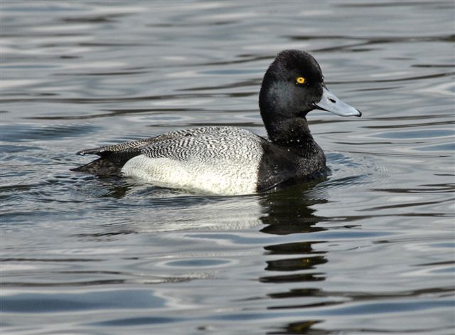 Index of /wp-content/uploads/sites/2/2019/02